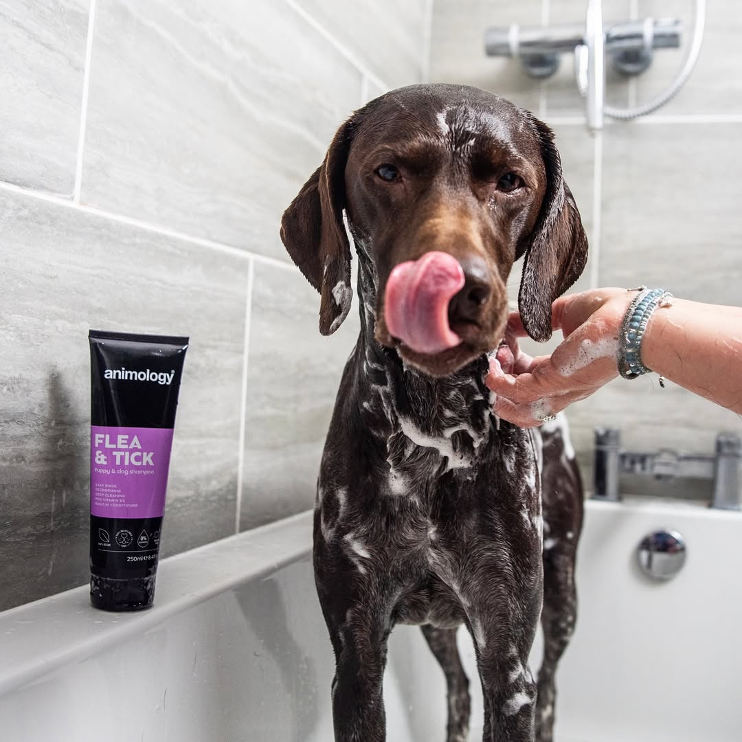 Augusta Distillery - Kentucky Straight Bourbon Whiskey