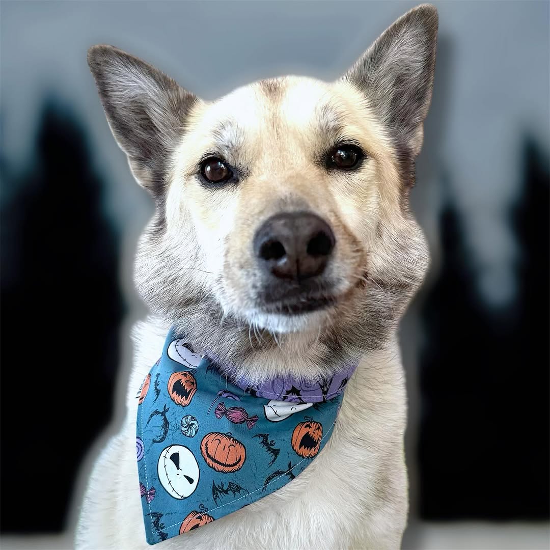 Handcrafted Pet Accessories - Personalized Dog Collars – Collar Crazy Co.