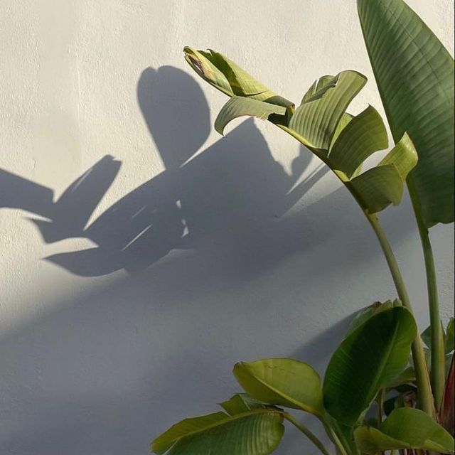 Ocean Lab Swimwear – oceanlab